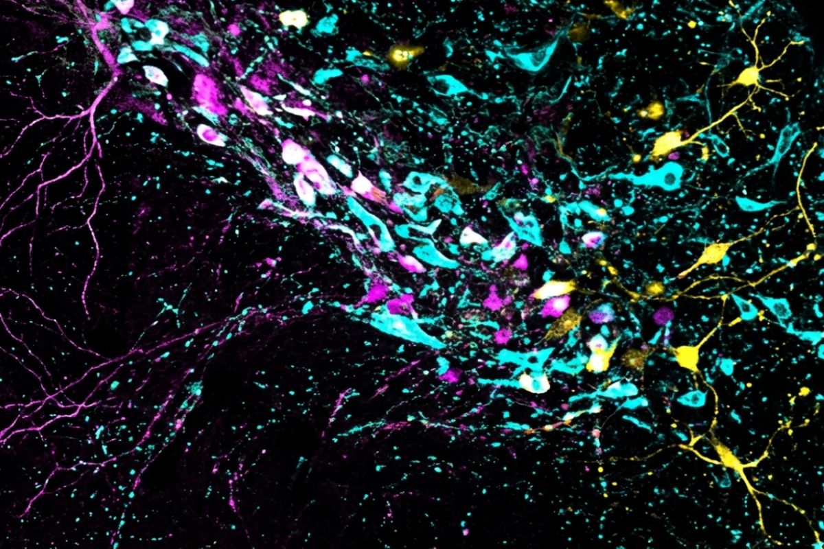 New brain-mapping tool reveals dopamine's hidden diversity - Johns ...